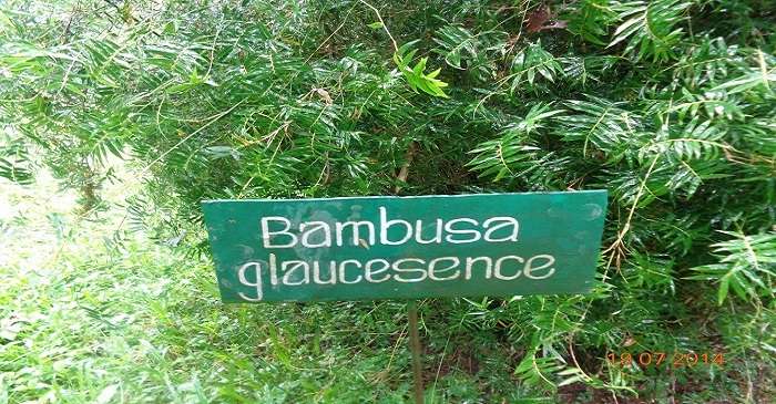 Trichur Forest Guide: Wildlife, Trekking Routes & Must-Visit Spots