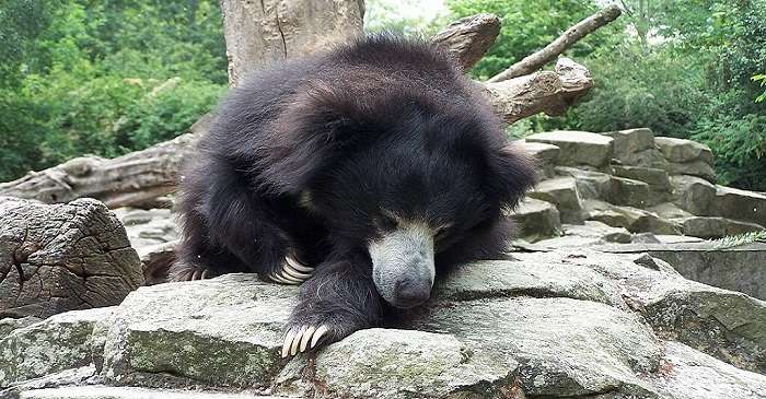 Ratanmahal Sloth Bear Sanctuary A Famous Wildlife Gem