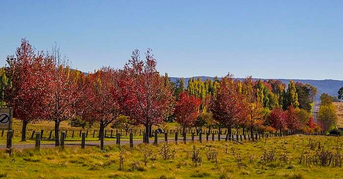 Pubs In Tenterfield To Kick Back With A Pint At The Top Ones