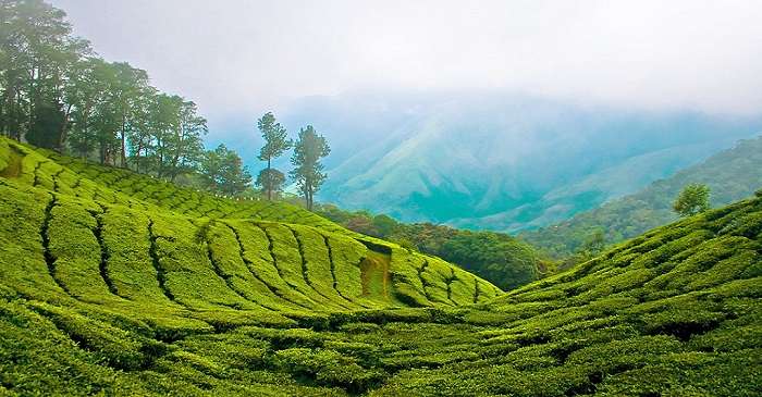 Things To Do in Munnar in 2 Days Must-try Activities