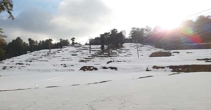 Kufri Nature Park Is A Himalayan Haven Of Biodiversity