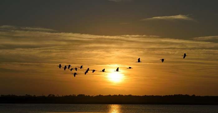 Neel Dhara Pakshi Vihar - Top Birdwatching Spot in Haridwar